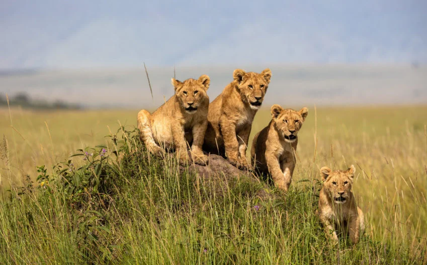 Safari Holidays | Kuoni
